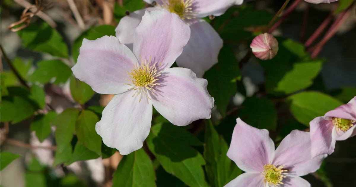Clematis montana mix blühend, Berg-Waldrebe - Bellaflora