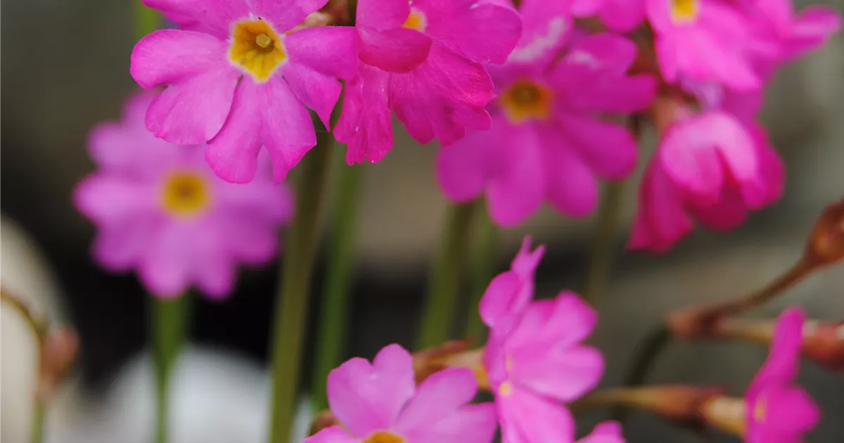 Primula rosea, Rosen-Schlüsselblume - Bellaflora