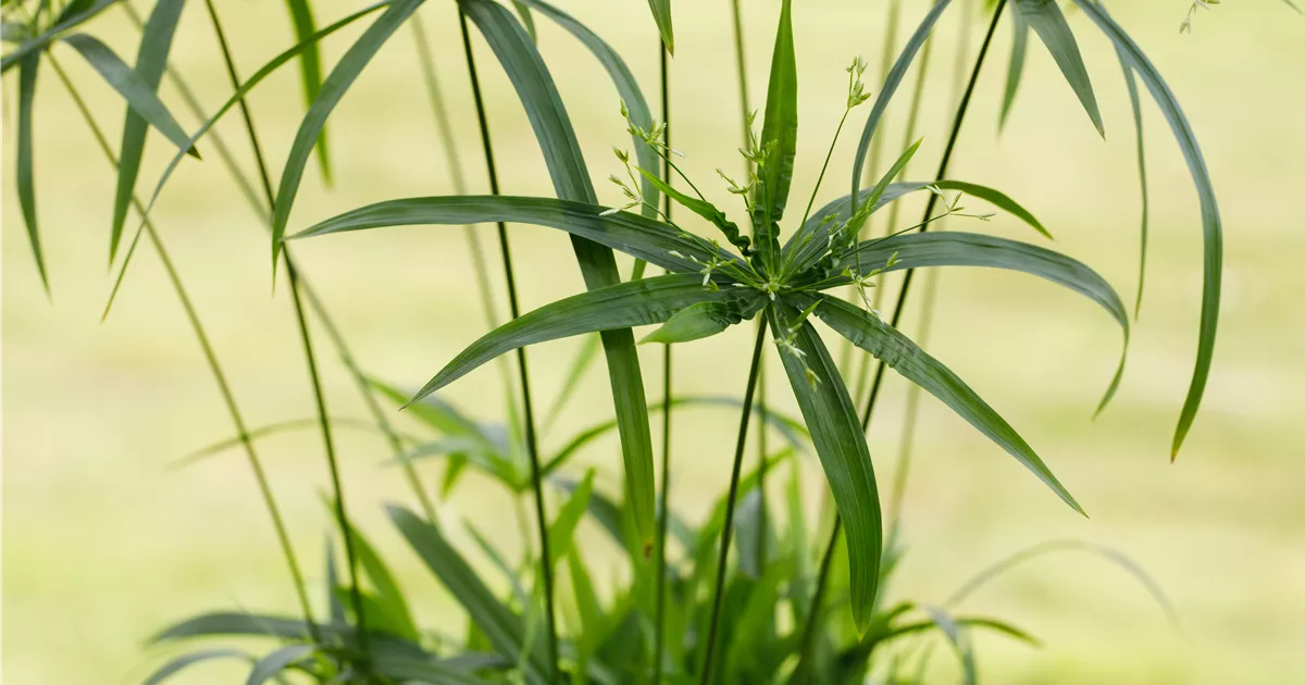 Cyperus Percamenthus, Ägyptische Papyrusstaude - Bellaflora