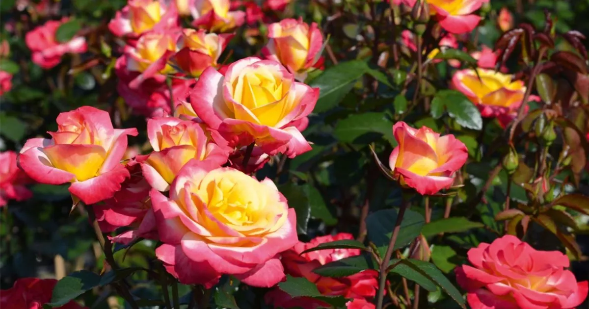 Rosa Euphoria, Bodendeckerrose 'Euphoria' - Bellaflora