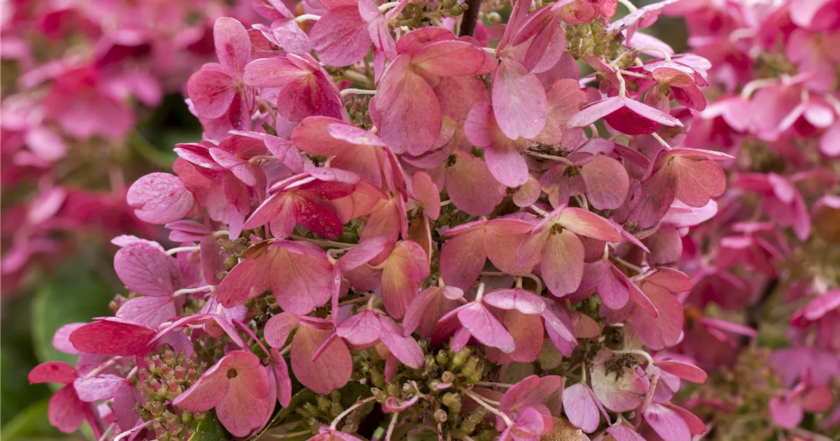 Hydrangea paniculata Living Infinity, Rispenhortensie 'Living Infinity ...