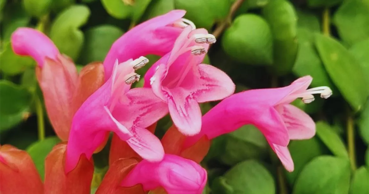 Aeschynanthus Pink Polka Ampel, Schamblume 'Pink Polka' - Bellaflora