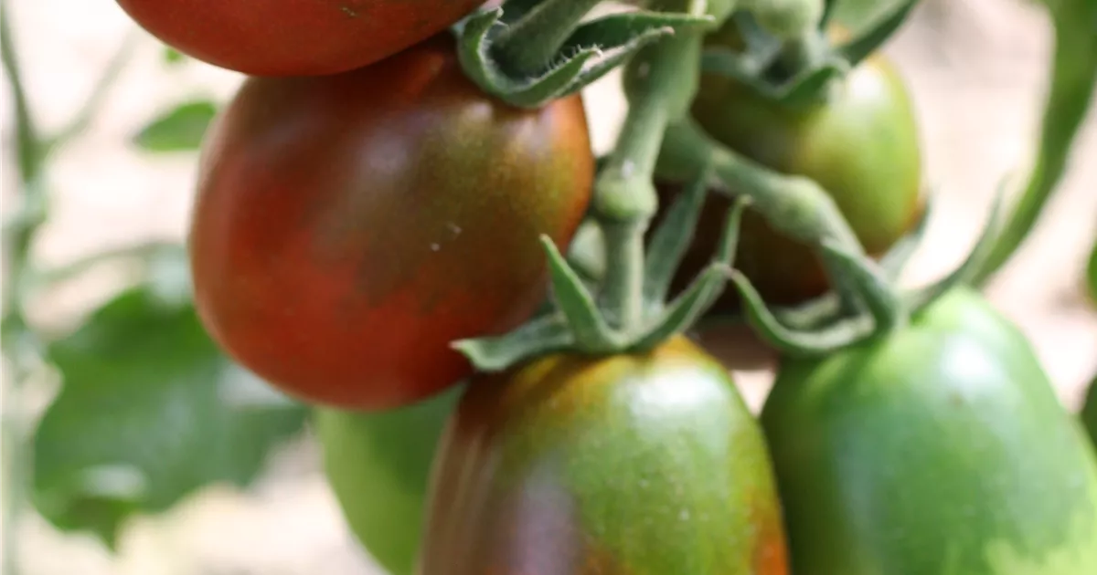 Lycopersicon Prune noir, Pflaumentomate 'Prune noir' - Bellaflora