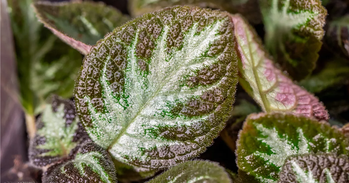 Episcia Mix Mini, Schattenröhre - Bellaflora