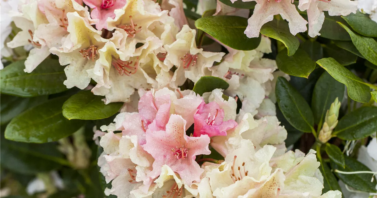 Rhododendron Percy Wiseman, Yaku-Rhododendron 'Percy Wiseman' - Bellaflora