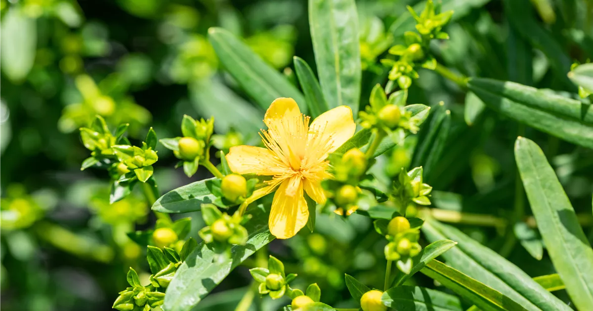 Hypericum kalmianum 'Gemo', Johanniskraut 'Gemo' - Bellaflora