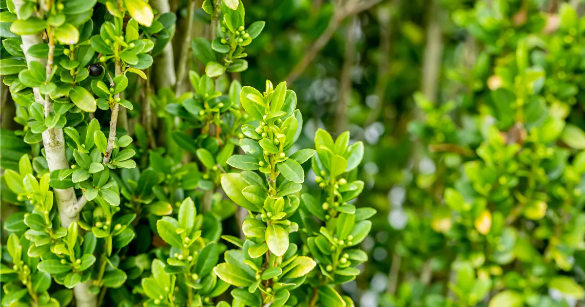 Ilex crenata Fastigiata, Säulen-Berg-Ilex 'Fastigiata' - Bellaflora