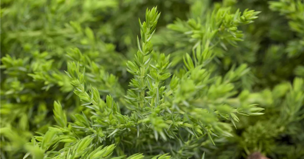 Juniperus communis Greenmantle, Wacholder 'Greenmantle' - Bellaflora