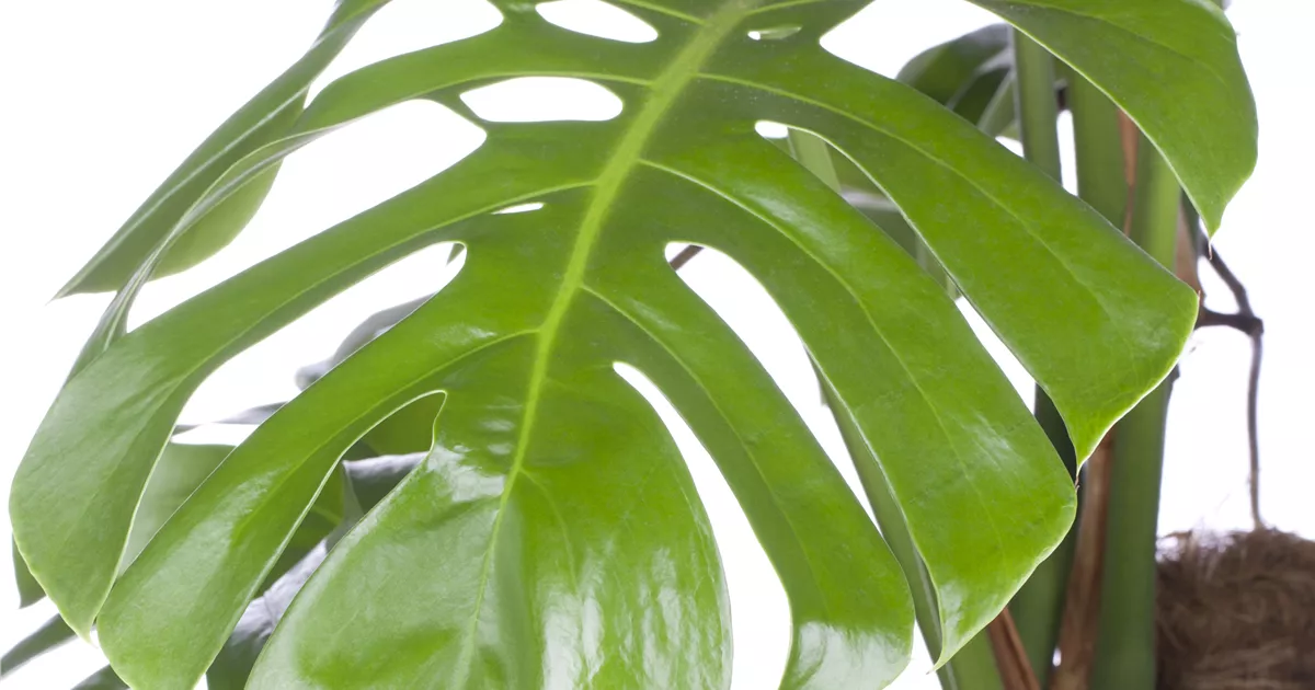 Monstera pertusum, Monstera - Bellaflora