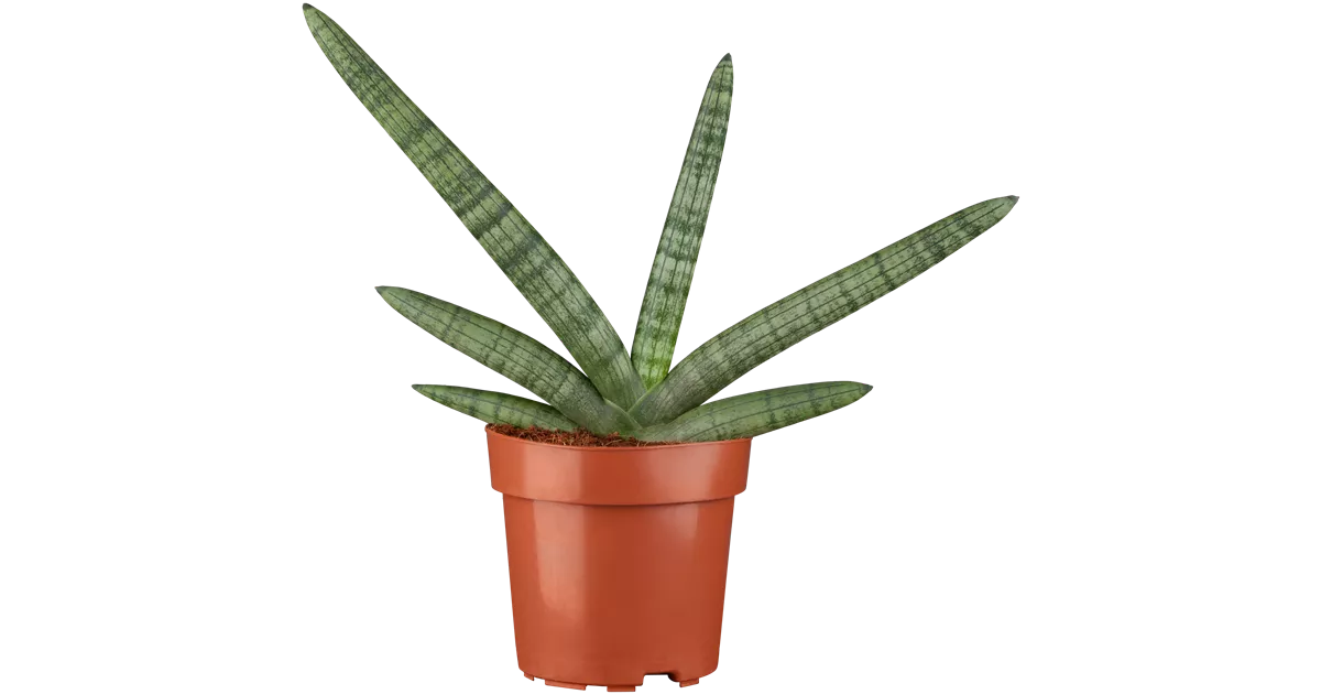 Sansevieria Boncellensis, Bogenhanf 'Boncel' - Bellaflora