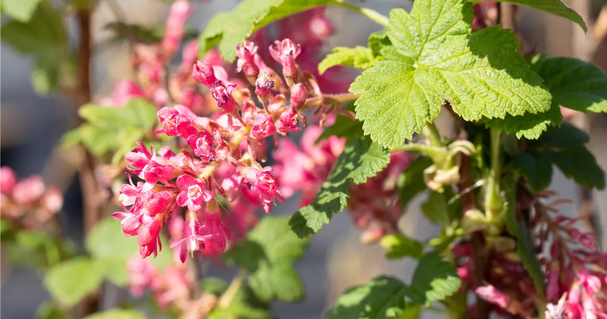 Ribes sanguineum Pulborough Scarlet, Zierjohannisbeere 'Pulborough ...