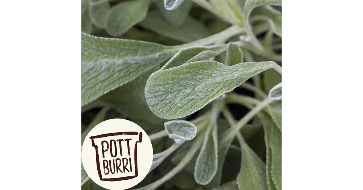 Sideritis syriaca HeilkräuterPotburri, Griechischer Bergtee - Bellaflora