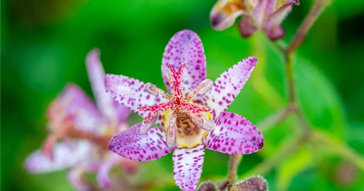 Tricyrtis formosana Pink Freckles, Krötenlilie 'Pink Freckles' - Bellaflora