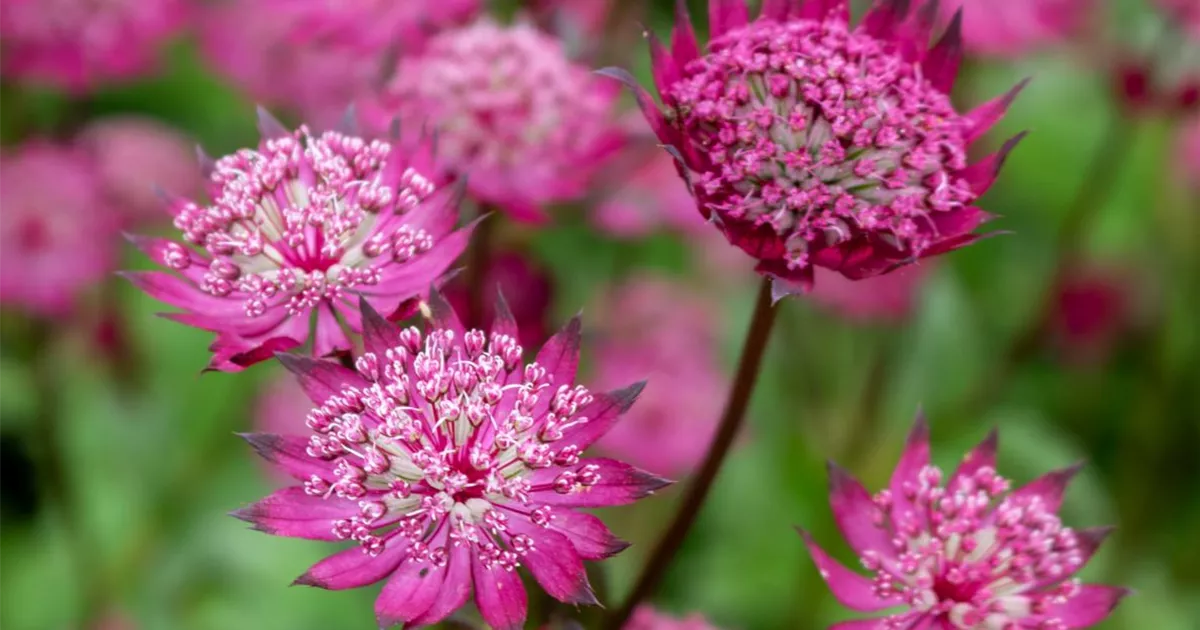 Astrantia major Cerise Button, Garten-Sterndolde 'Cerise Button ...