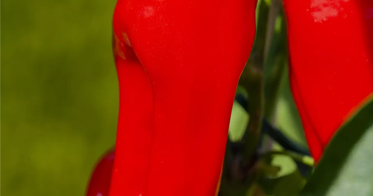 Capsicum annuum rot Campari, Gemüsepaprika 'Campari' - Bellaflora