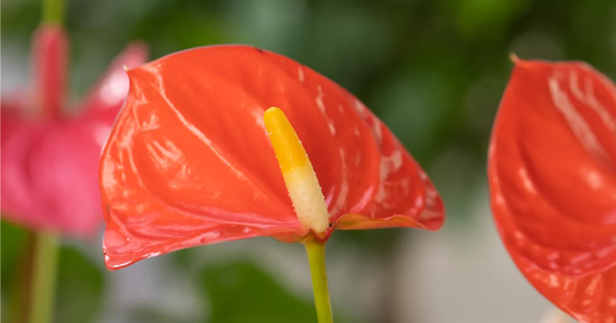 Anthurium Coral - Bellaflora