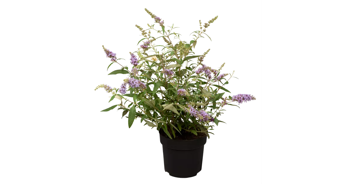 Buddleja davidii Buzz Trio, Zwergsommerflieder 'BUZZ™ Trio' - Bellaflora