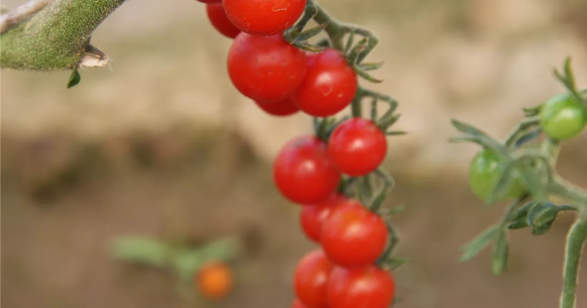 Lycopersicon Rote Ribisel, Wildtomate 'Rote Ribisel ' - Bellaflora