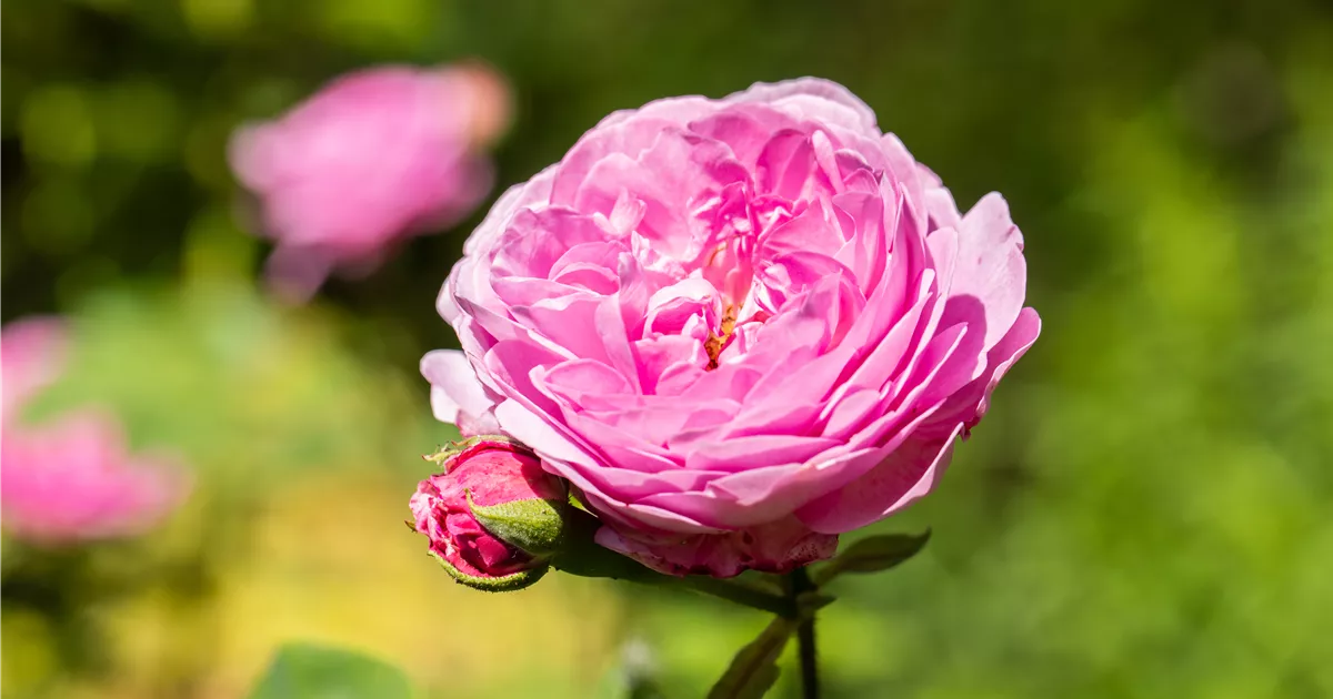 Rosa Princess Alexandra of Kent ®, Strauchrose 'Princess Alexandra of ...