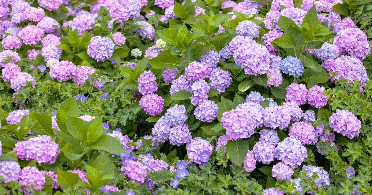 Hydrangea Endless Summer Mix, Hortensie 'Endless Summer'® - Bellaflora