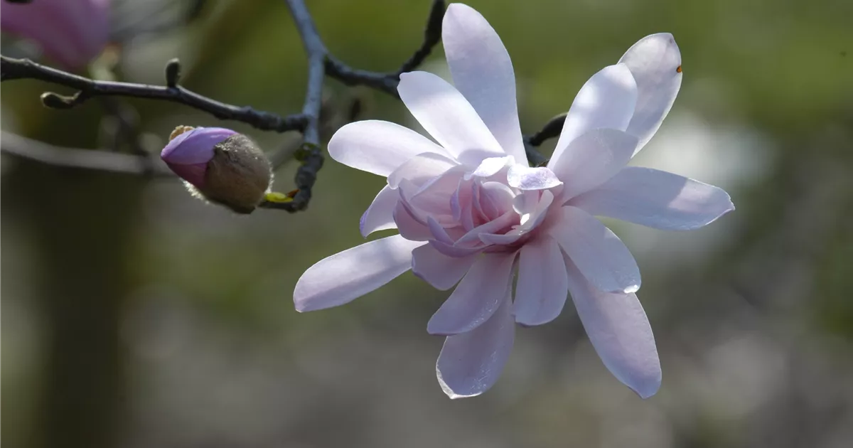 Magnolia stellata Rosea (Lieferartikel), Rosa Sternmagnolie 'Rosea ...