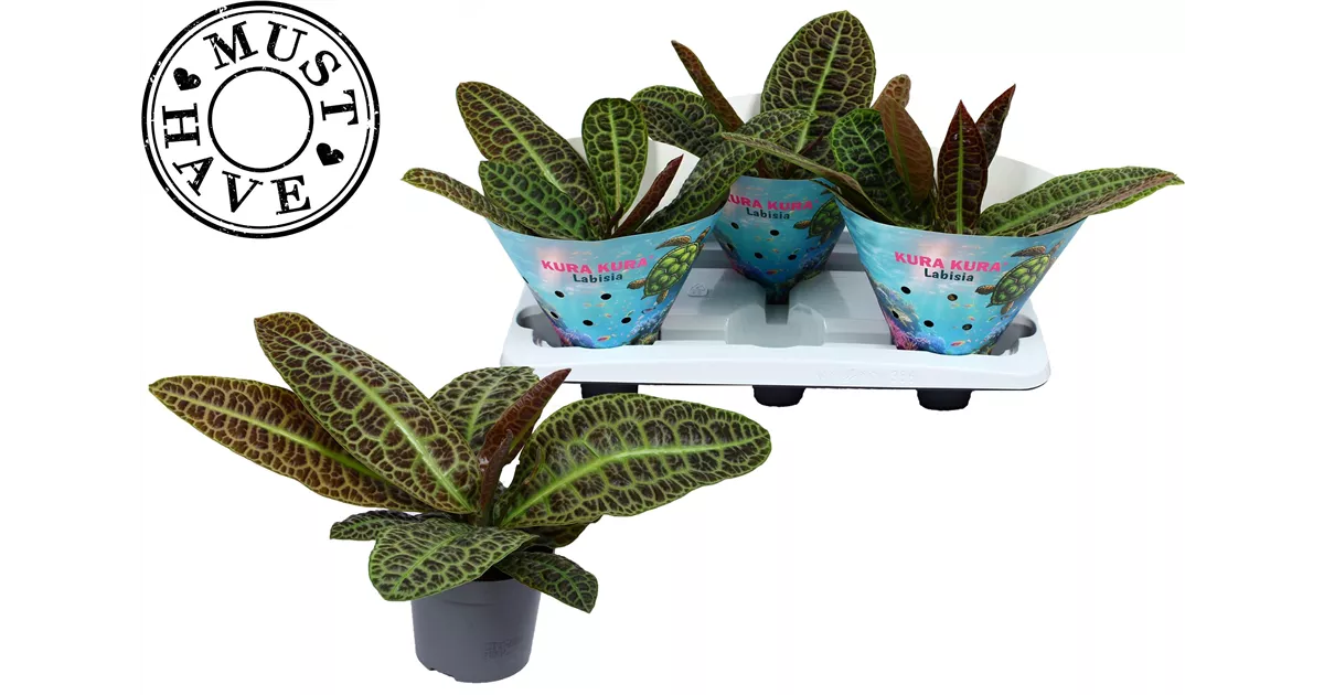 Labisia Turtle Back - Bellaflora