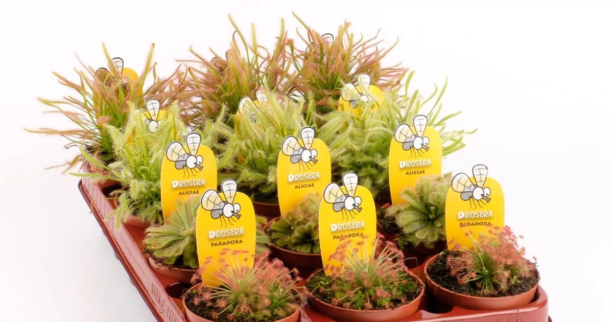 Drosera Mix, Sonnentau - Bellaflora