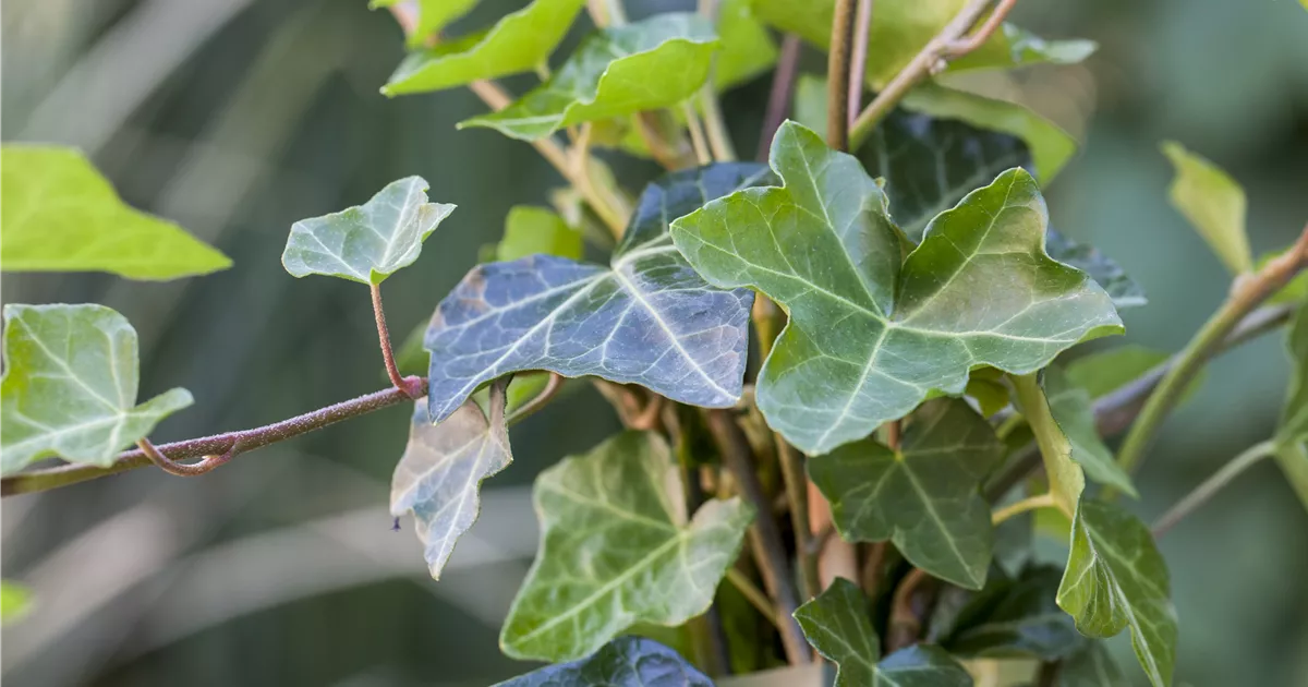 Hedera - Bellaflora