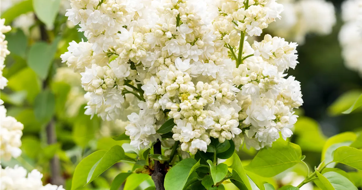 Syringa vulgaris Souv. dAlice Harding, Edelflieder 'Souvenir d'Alice ...