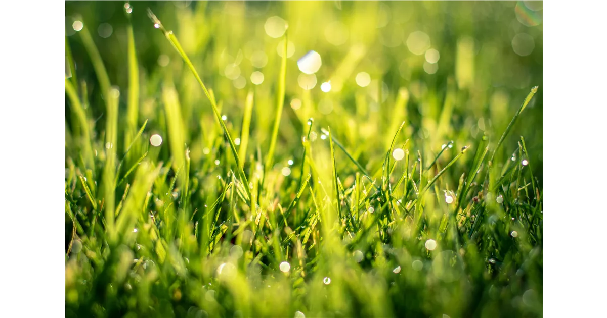 Natürlich perfekter Rasen - Bellaflora