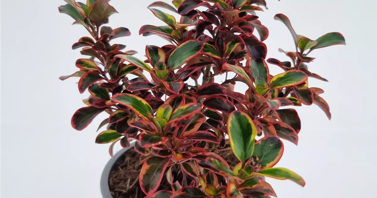 Coprosma repens 'Red Ruby', Koprosma 'Red Ruby' - Bellaflora