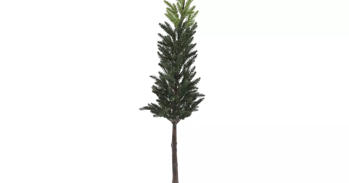 Mini Baum Stämmchen indoor - Bellaflora
