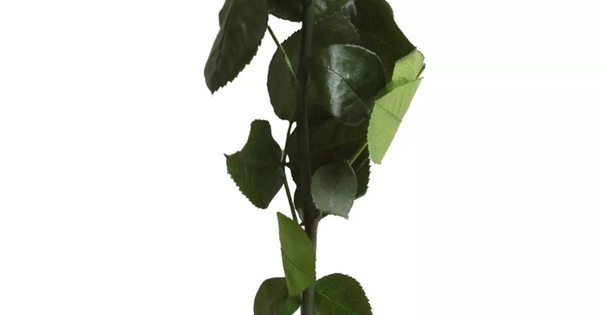 Stabilisierte Rose Amorosa mini - Bellaflora