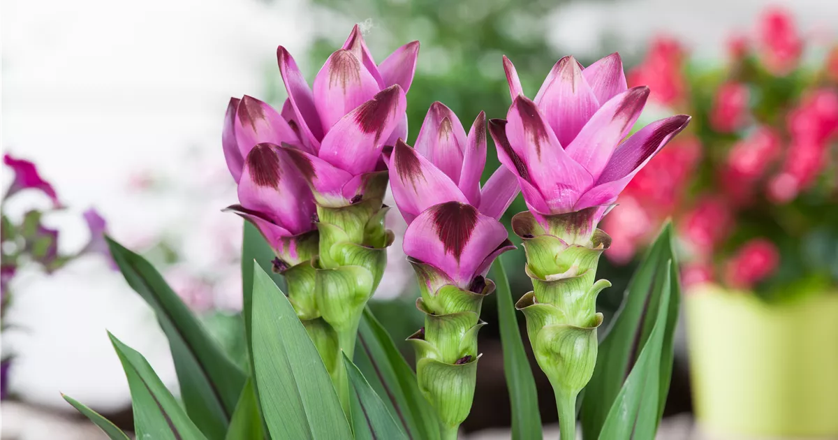Curcuma altismatifolia Siam Splash, Safranwurz Siam™ 'Splash' - Bellaflora