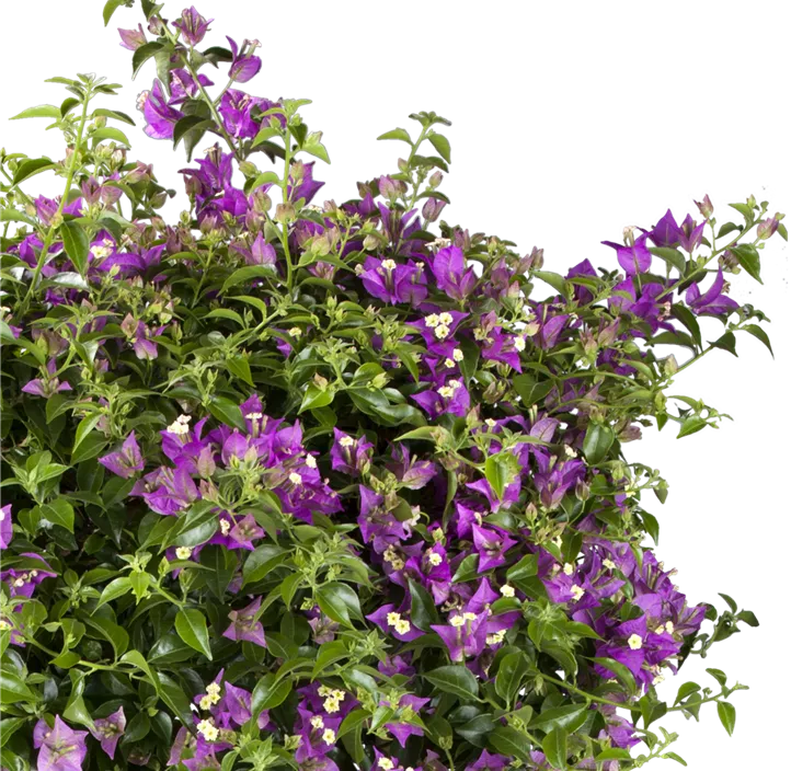 Bougainvillea glabra sanderiana Alex Busch, Bougainvillee 'Alex ...