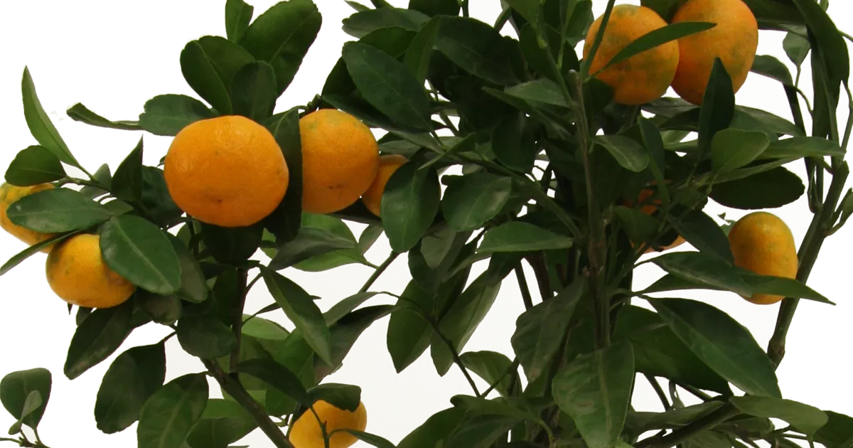 Citrus mandarino Cleopatra Ministamm, Cleopatra-Mandarine - Bellaflora