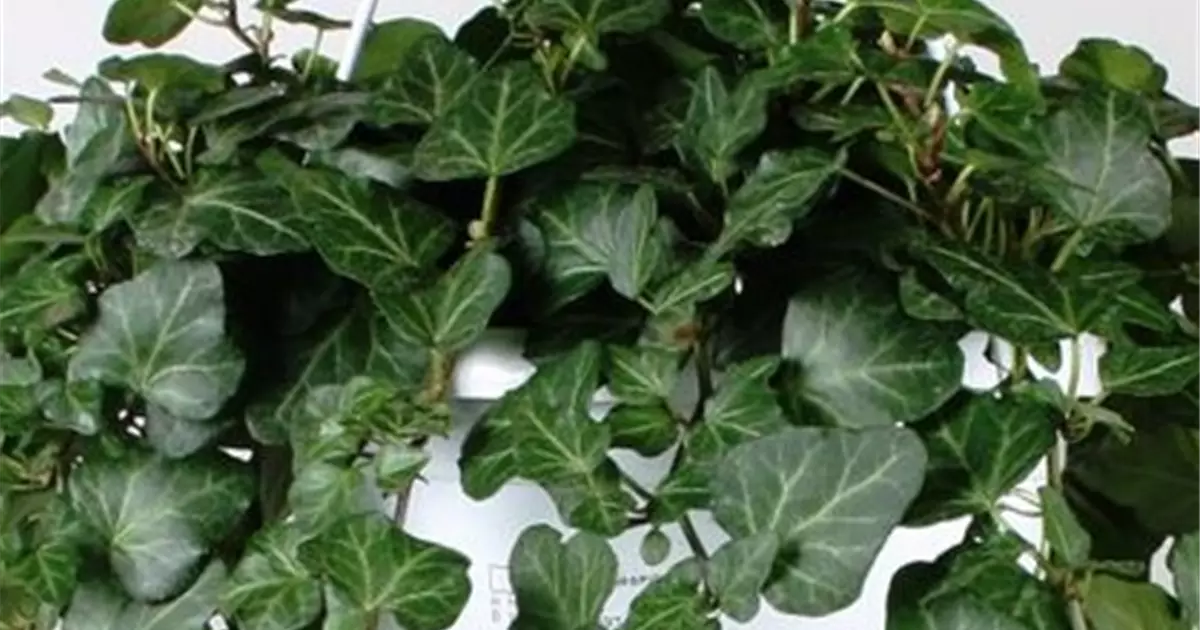 Hedera helix Ampel, Gemeiner Efeu Ampel - Bellaflora