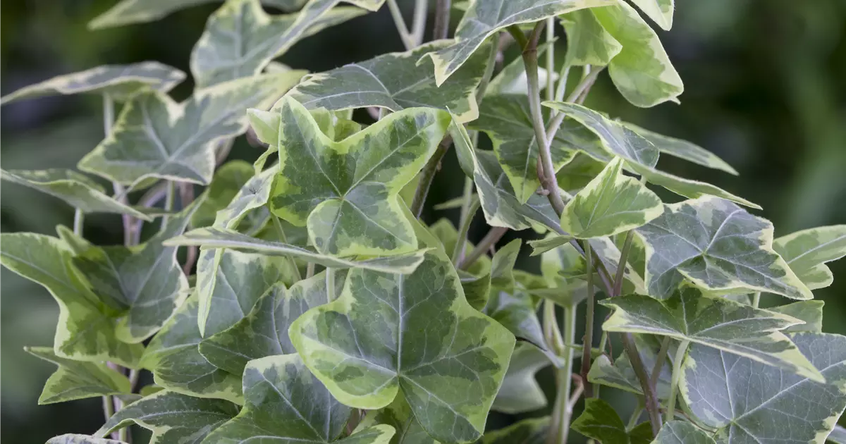 Hedera helix Balkon, Gemeiner Efeu - Bellaflora