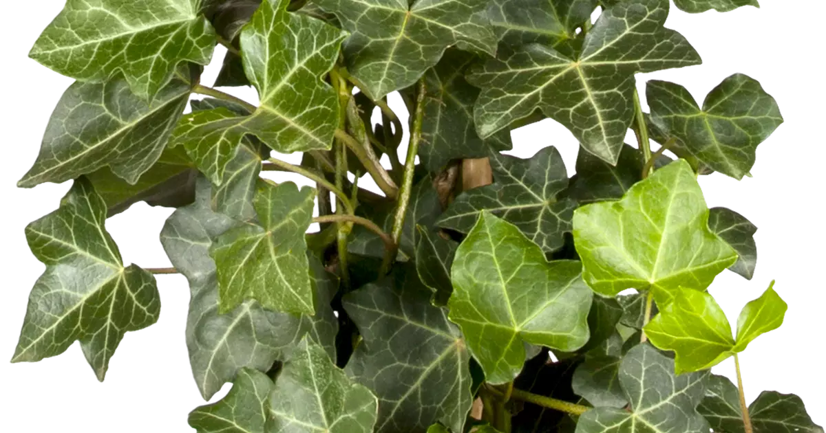 Hedera hibernica, Großblättriger Irischer Efeu - Bellaflora
