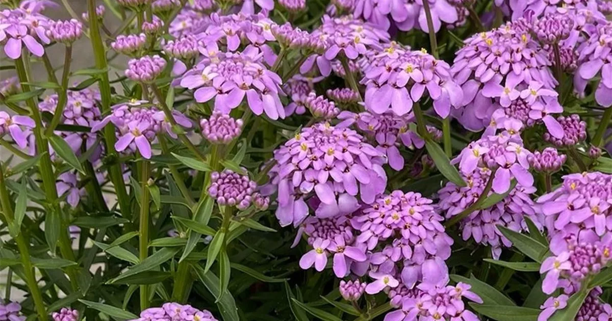Iberis Mermaid Lavender, Schleifenblume 'Mermaid Lavender' - Bellaflora