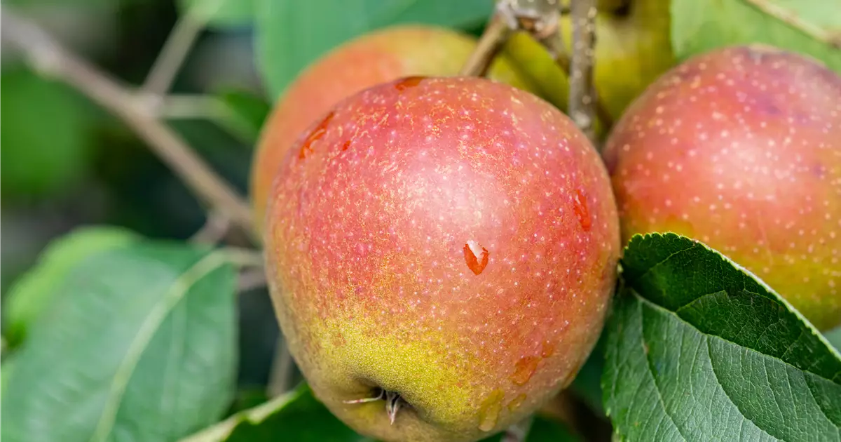 Malus domestica Rubinette, Herbstapfel 'Rubinette'® - Bellaflora