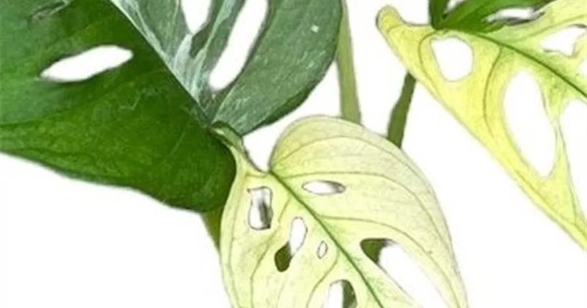 Monstera Adansonii Variegata, Fensterblatt Adansonii Variegata - Bellaflora