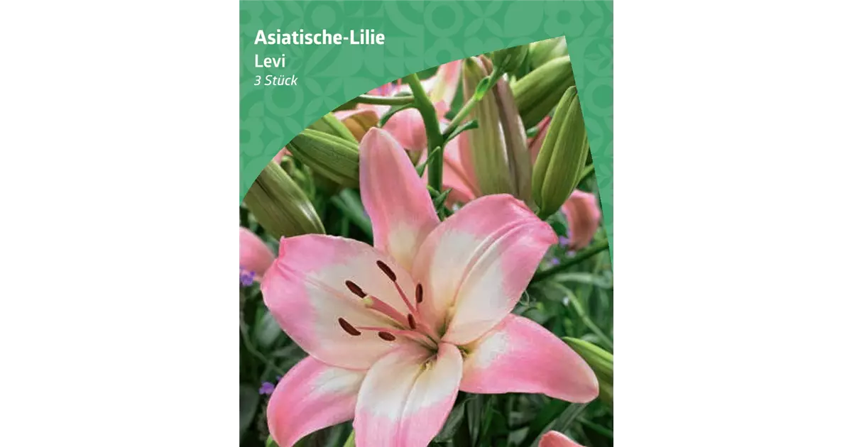 Lilium 'Levi', Asiatische Lilie 'Levi' - Bellaflora
