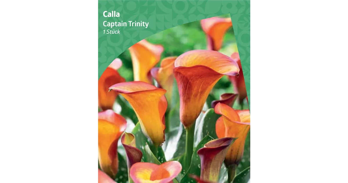 Zantedeschia 'Captain Trinity', Calla 'Captain Trinity' - Bellaflora