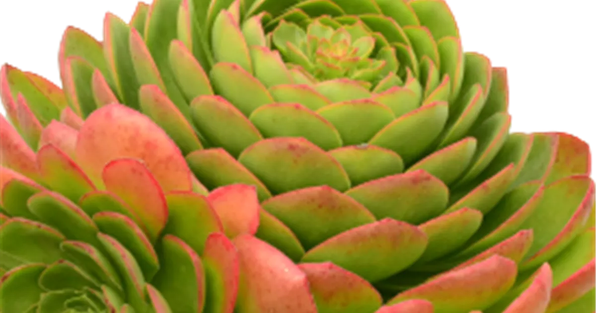 Semponium Diamond - Bellaflora