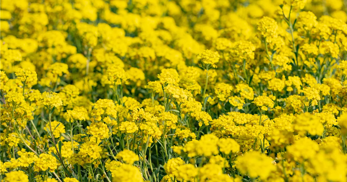 Alyssum montanum Luna Yellow, Garten-Berg-Steinkraut 'Luna' - Bellaflora