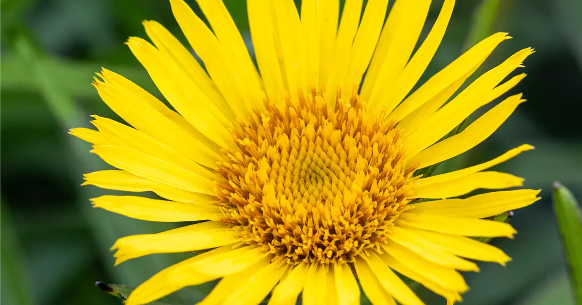 Inula ensifolia Yellow, Schwertblättriger Alant - Bellaflora