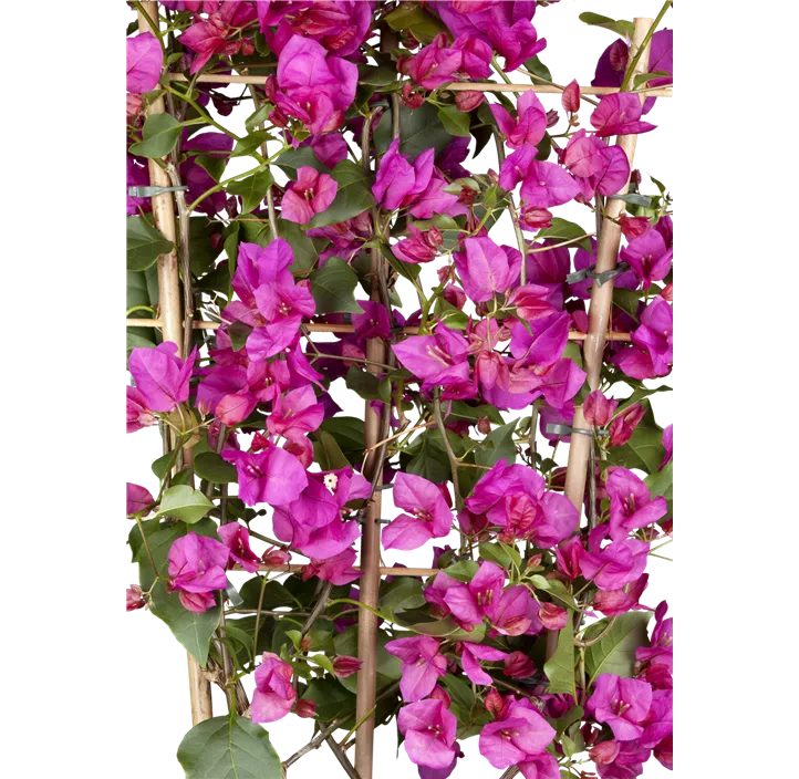 Bougainvillea glabra sanderiana Alex Busch, Bougainvillee 'Alex ...
