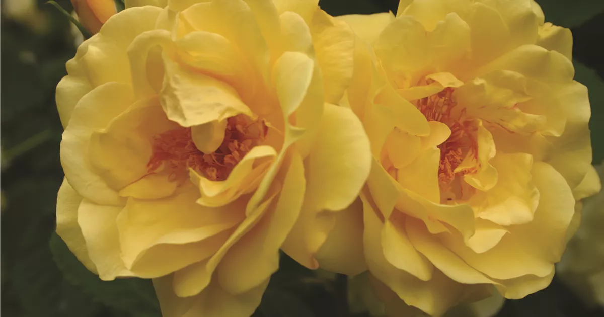 Rosa Golden Gate®, Kletterrose 'Golden Gate'® - Bellaflora
