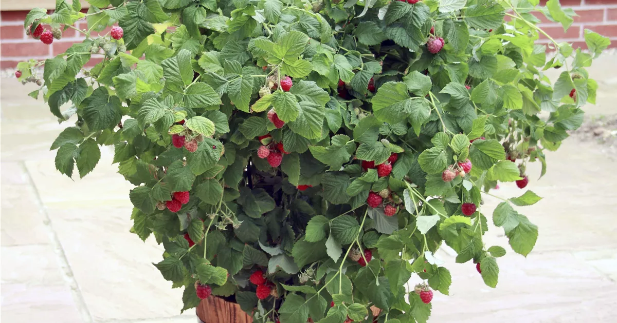 Rubus idaeus Baby Dwarf, Herbsthimbeere - Bellaflora